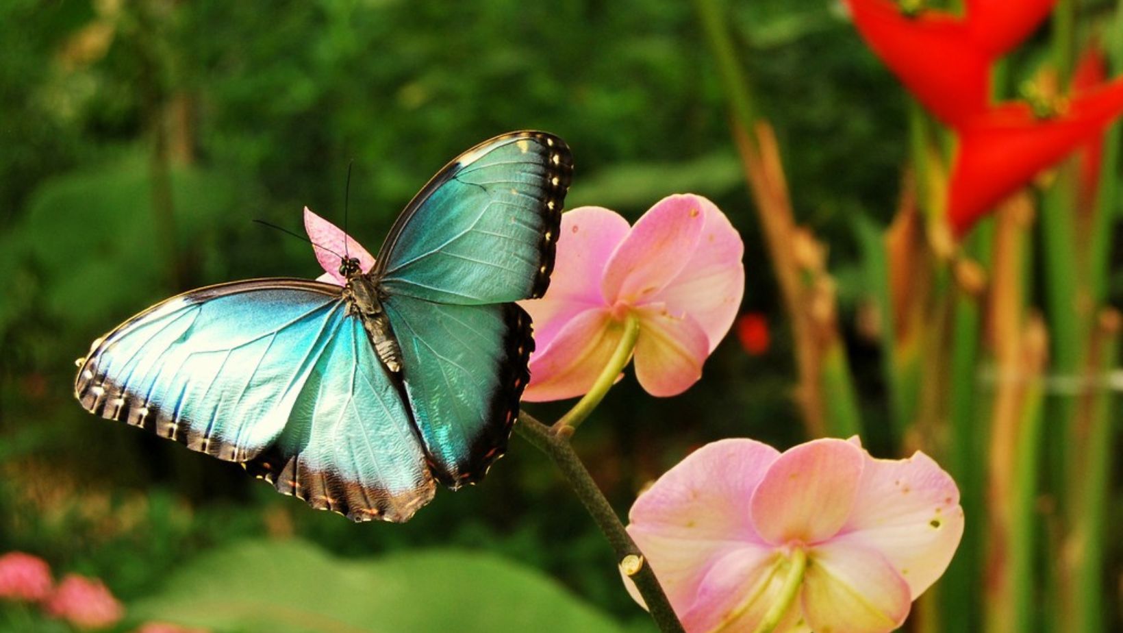 Mariposario de Benalmádena (Butterfly Park) - Visitanddo